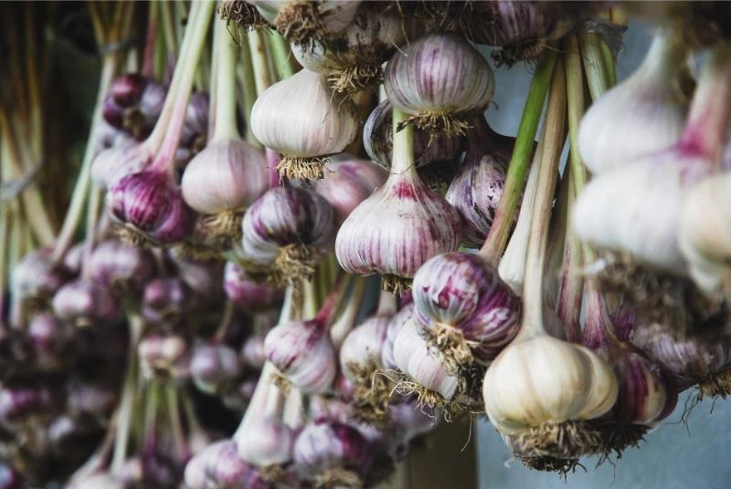 Why Does Garlic Need to Be Cured? (How to Cure It) - 🐝 BootstrapBee.com ...
