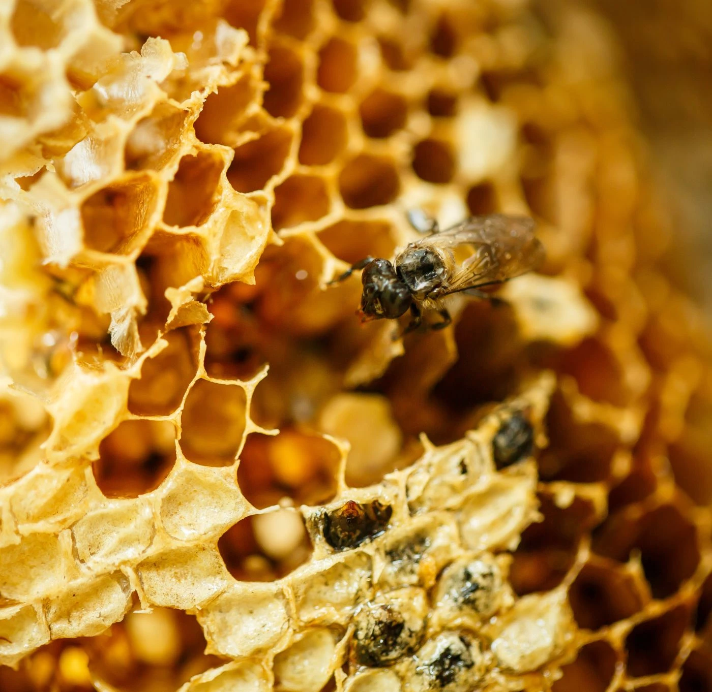 How To Get Bees To Make More Honey - 7 Surprising Ways - 🐝 BootstrapBee.com - Actionable ...