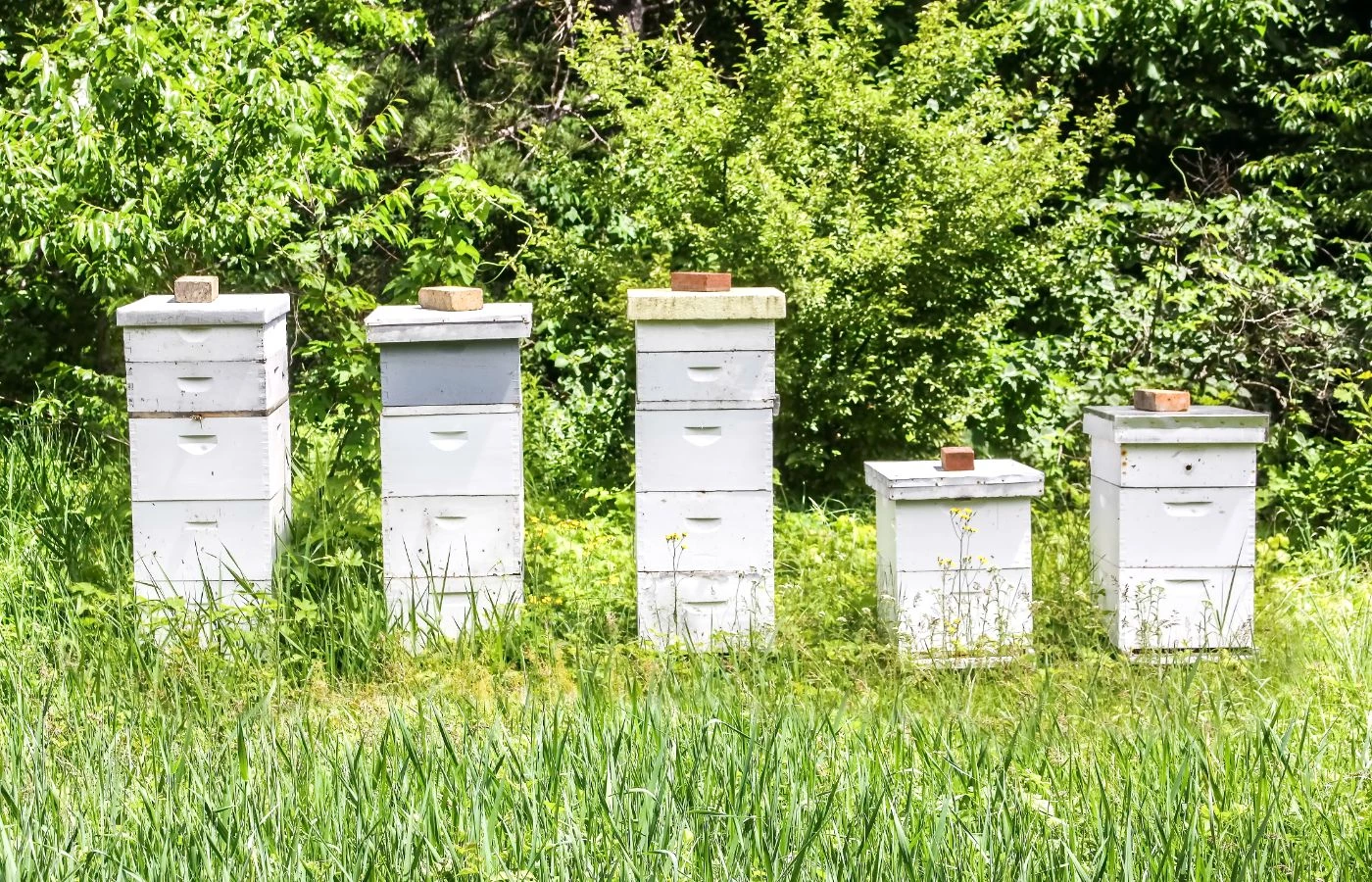 How Many Beehives per Acre To Get an Ag Exemption? - 🐝 BootstrapBee.com - Actionable ...