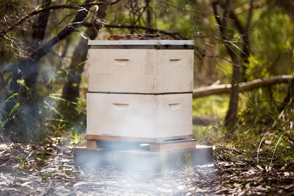 Bee Hive Mite Treatments That Actually Work (Oxalic Acid, Apivar ...