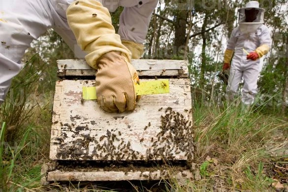 Best Time of Year To Move a Beehive: When Not To Do It - 🐝 BootstrapBee.com - Actionable ...