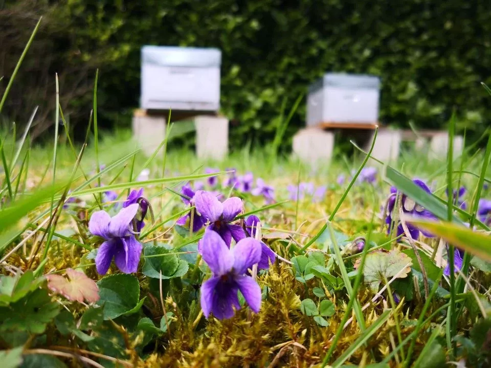Best Time of Year To Move a Beehive: When Not To Do It - 🐝 BootstrapBee.com - Actionable ...