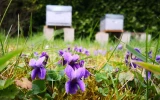 What To Know When Moving Bees Short Distances - 🐝 BootstrapBee.com - Actionable bootstrapping guides