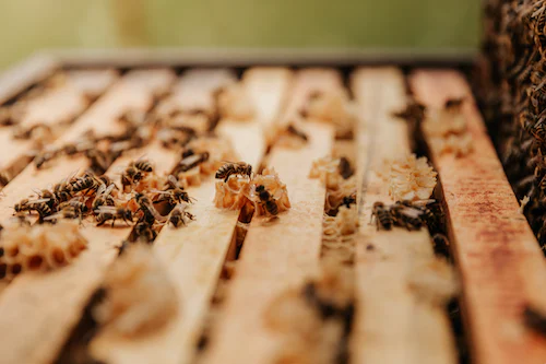 Can You Use Salt Around Your Beehive Safely? (5 Uses) - 🐝 BootstrapBee.com - Actionable ...