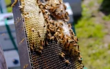 How To Split a Beehive Successfully Every Time (Step-By-Step) - 🐝 BootstrapBee.com - Actionable ...