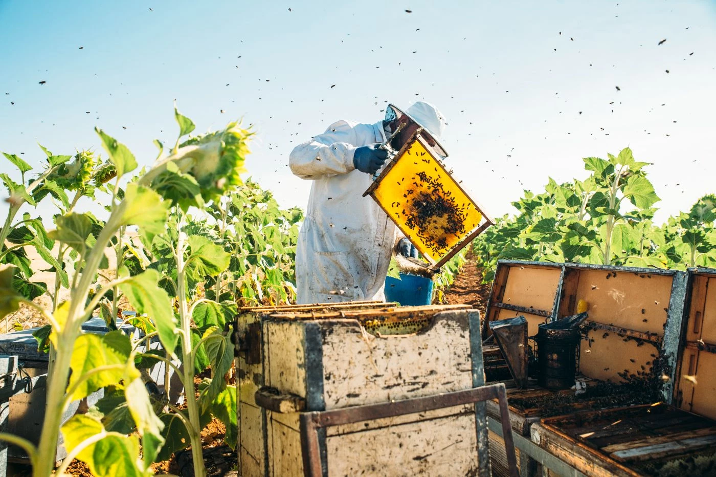 How Far To Move a Split Beehive For Success - 🐝 BootstrapBee.com - Actionable bootstrapping guides