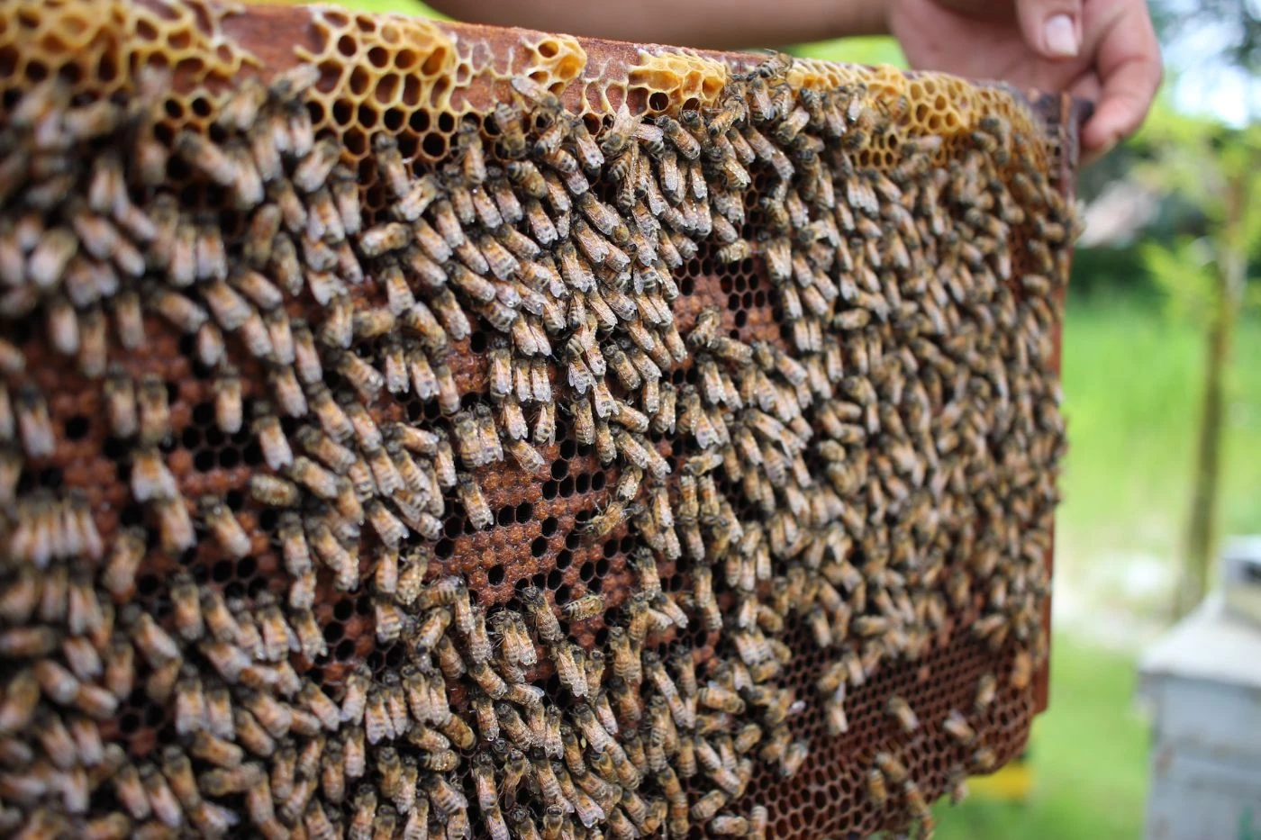 How Far To Move a Split Beehive For Success - 🐝 BootstrapBee.com - Actionable bootstrapping guides