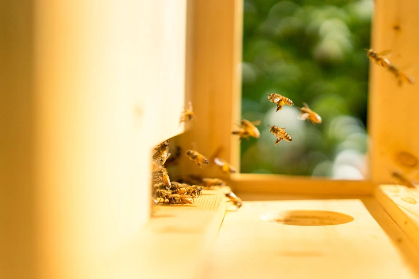 How Far To Move a Split Beehive For Success - 🐝 BootstrapBee.com - Actionable bootstrapping guides