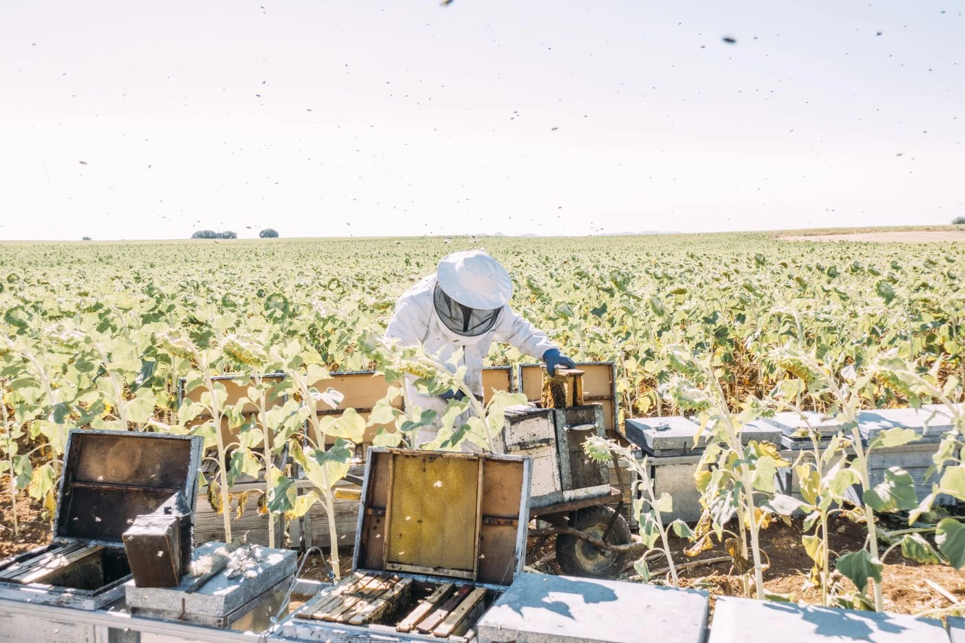 How Long Can Bees Be Locked Up? (When Moving a Hive) - 🐝 BootstrapBee.com - Actionable ...