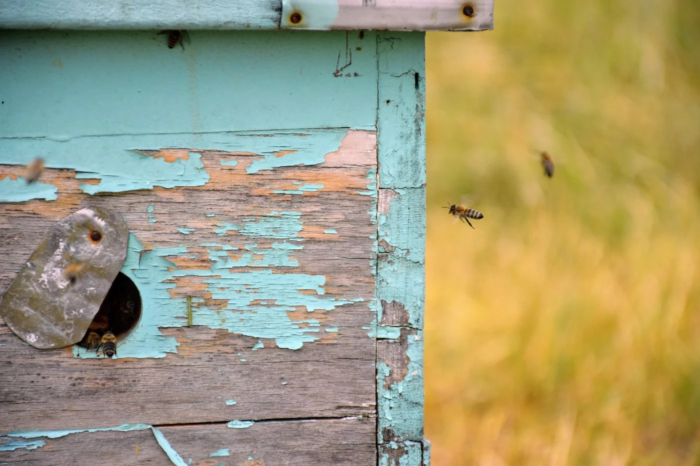 How Robber Bees Steal Your Honey - And How To Stop Them - 🐝 ...