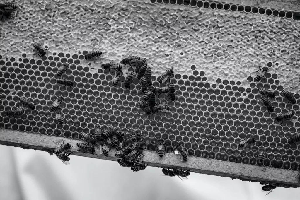 Here's How You Know If You Have Hive Mites (Varroa) - 🐝 BootstrapBee ...