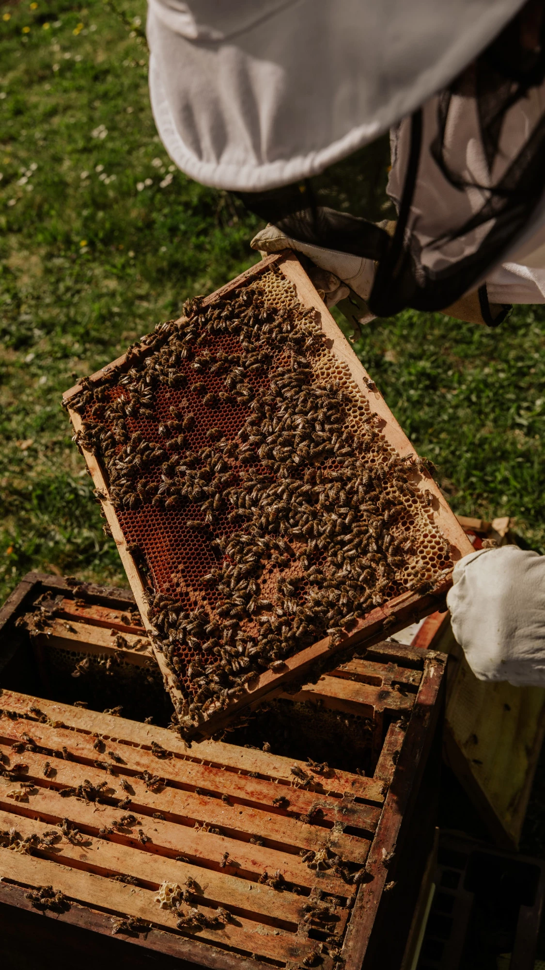 Here's How You Know If You Have Hive Mites (Varroa) - 🐝 BootstrapBee ...