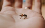 How To Prevent Bees From Ever Coming Back Again - 🐝 BootstrapBee.com - Actionable bootstrapping ...