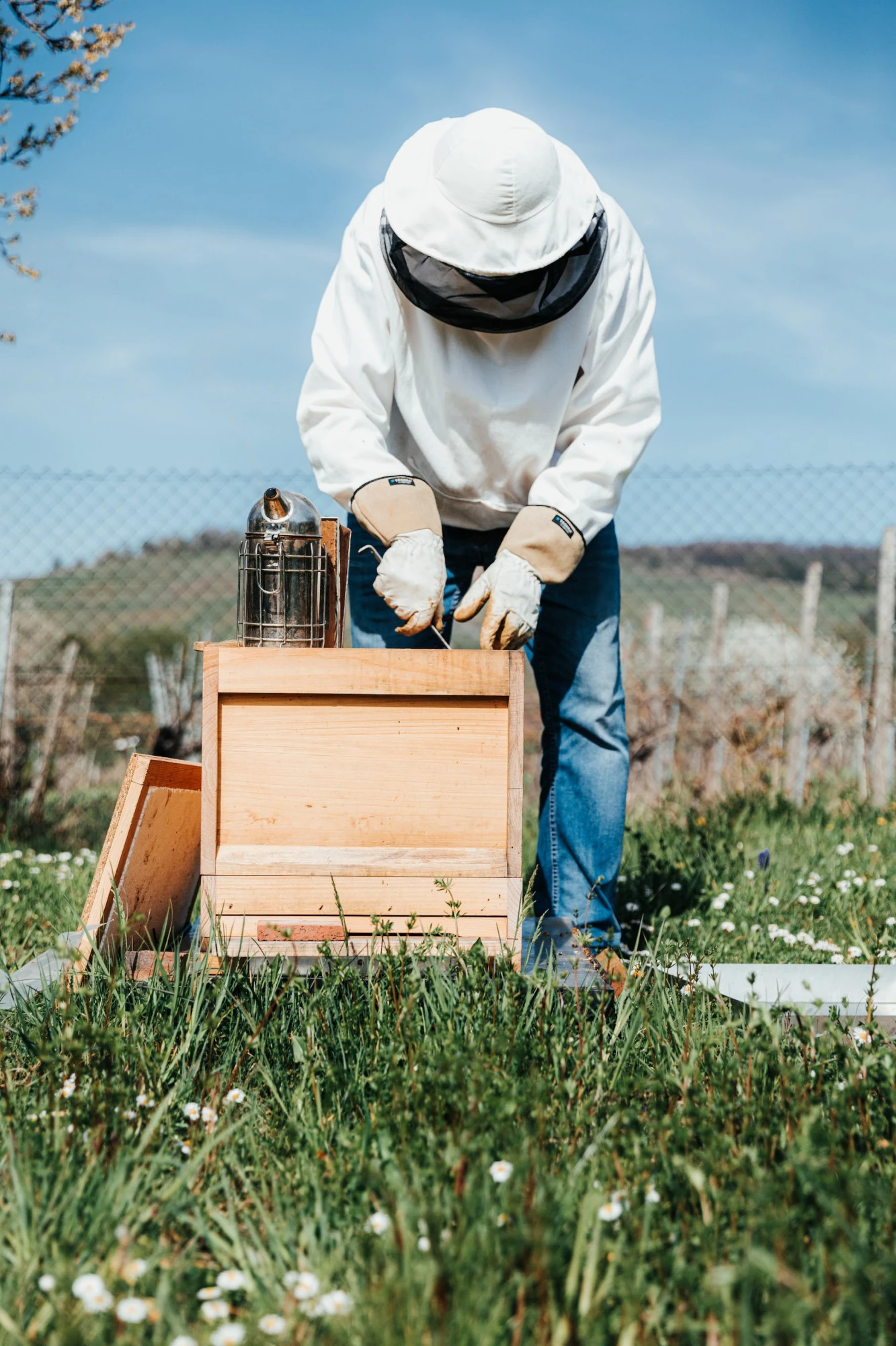 How To Move a Wild Beehive To a New Location (Do's & Don'ts) - 🐝 BootstrapBee.com - Actionable ...