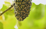 What To Know When Moving Bees Short Distances - 🐝 BootstrapBee.com - Actionable bootstrapping guides
