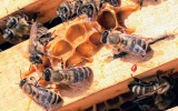 Solid vs. Screened Bottom Boards: the Best One For Your Hive - 🐝 BootstrapBee.com - Actionable ...