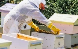 How To Split a Hive with Queen Cells (And Cutting Them Out) - 🐝 BootstrapBee.com - Actionable ...