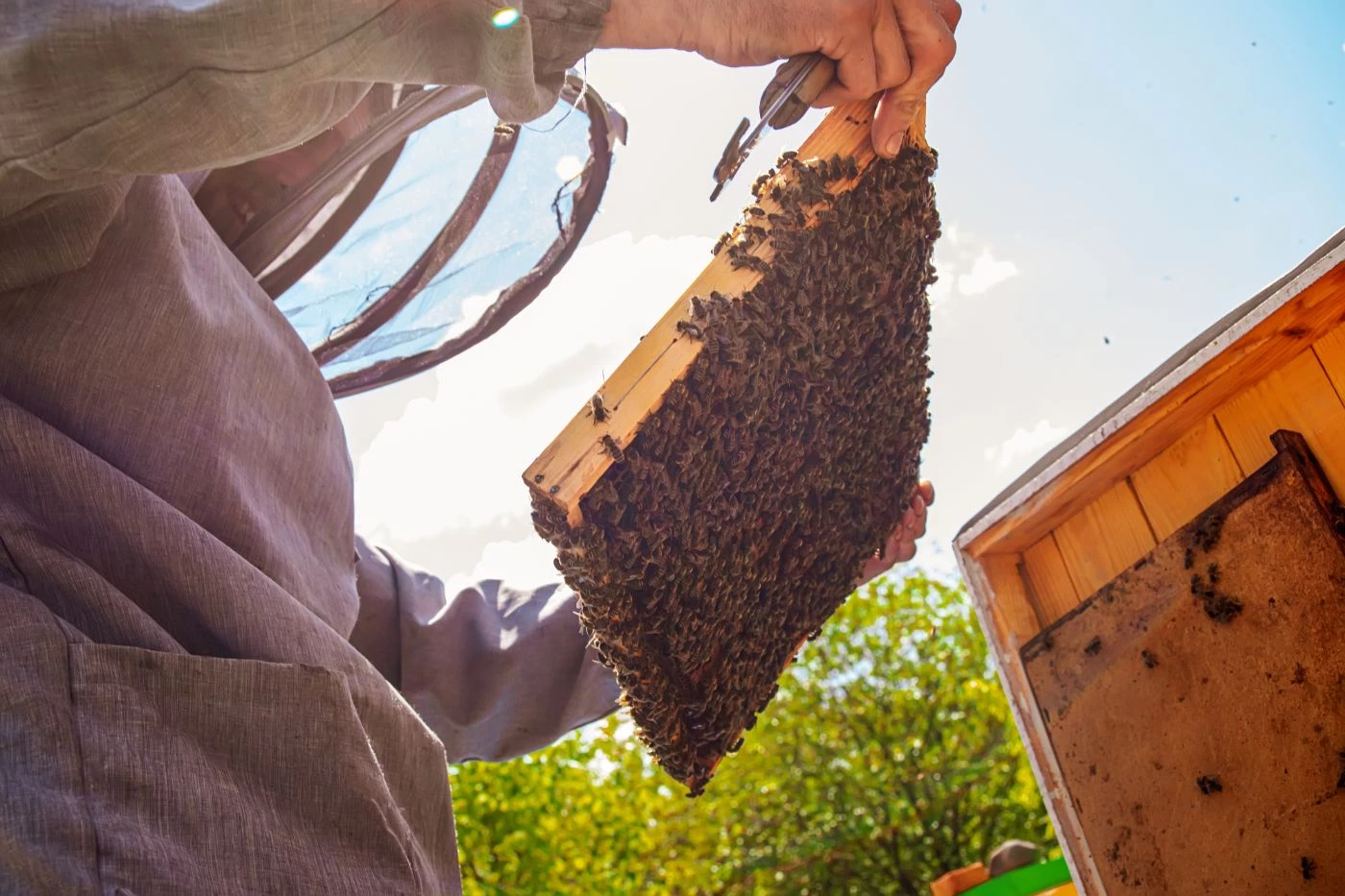 How To Split a Beehive Successfully Every Time (Step-By-Step) - 🐝 BootstrapBee.com - Actionable ...