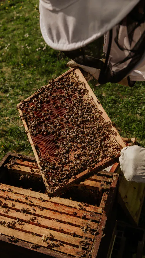 The Optimal Temperature for Splitting Hives (Inside & Outside) - 🐝 ...