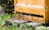 How To Move Bees Without Killing Them - 🐝 BootstrapBee.com - Actionable bootstrapping guides