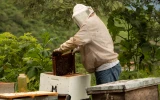 How To Split a Beehive Successfully Every Time (Step-By-Step) - 🐝 BootstrapBee.com - Actionable ...