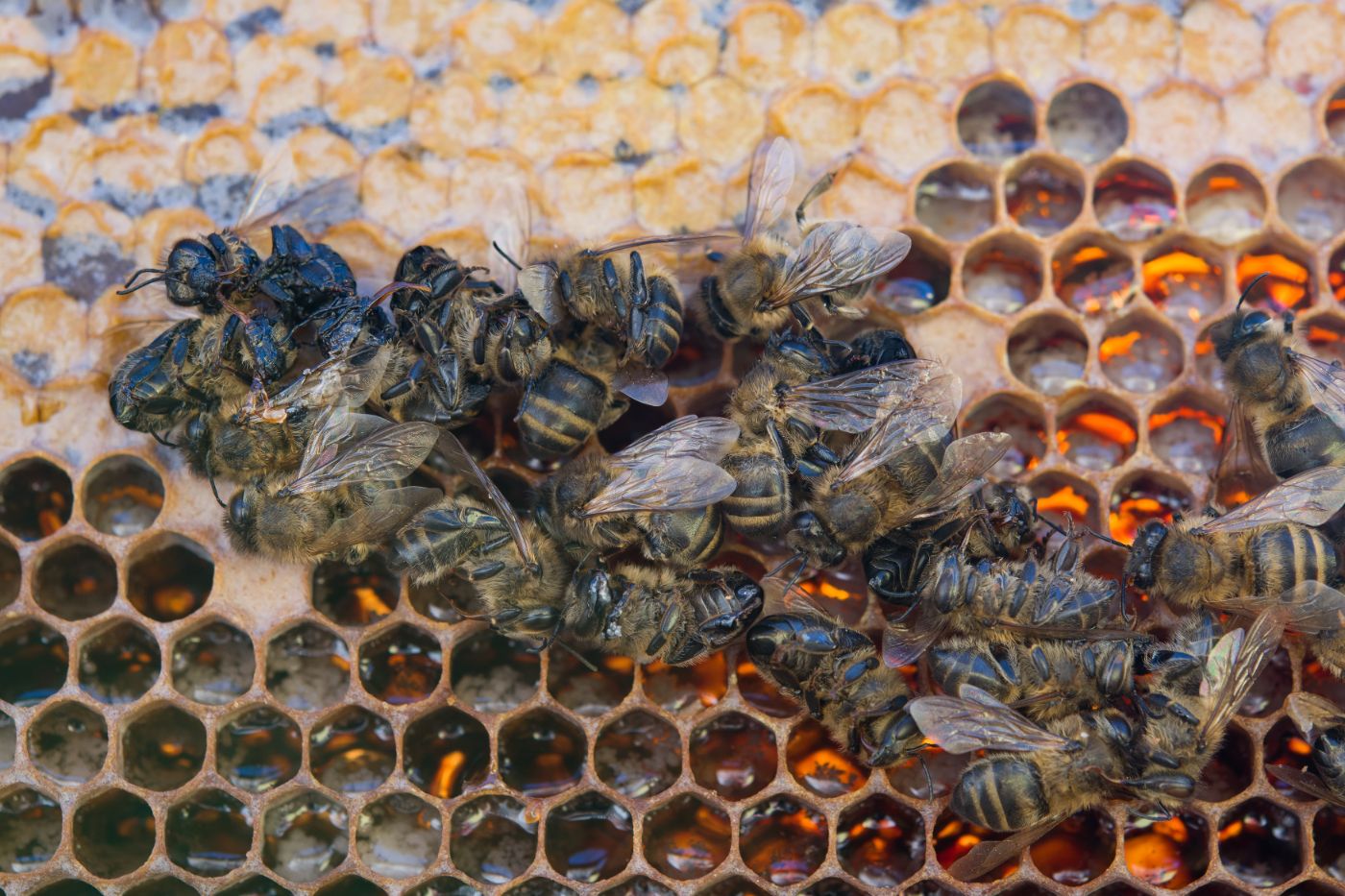 When To Treat Your Hive for Mites - Timing is Everything - 🐝 ...