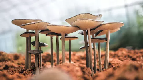 7 Hacks to Speed Up Mushroom Growth Dramatically - 🐝 BootstrapBee.com - Actionable bootstrapping ...