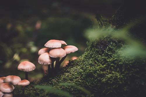 7 Hacks to Speed Up Mushroom Growth Dramatically - 🐝 BootstrapBee.com - Actionable bootstrapping ...