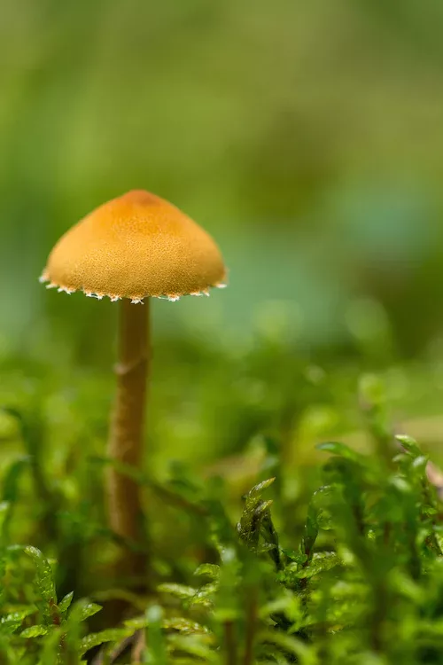 7 Hacks to Speed Up Mycelium Growth Instantly - 🐝 BootstrapBee.com - Actionable bootstrapping guides