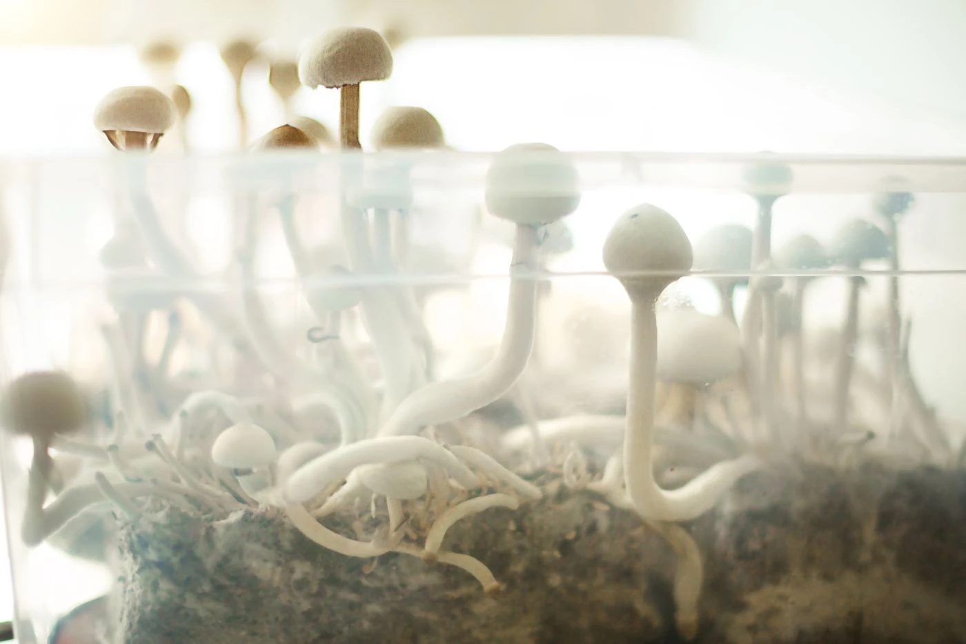 7 Hacks to Speed Up Mycelium Growth Instantly - 🐝 BootstrapBee.com ...