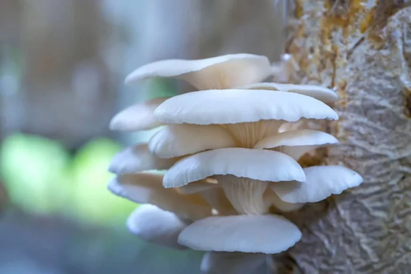 7 Tips to Fruit Monotub More Quickly and Successfully - 🐝 BootstrapBee.com - Actionable ...