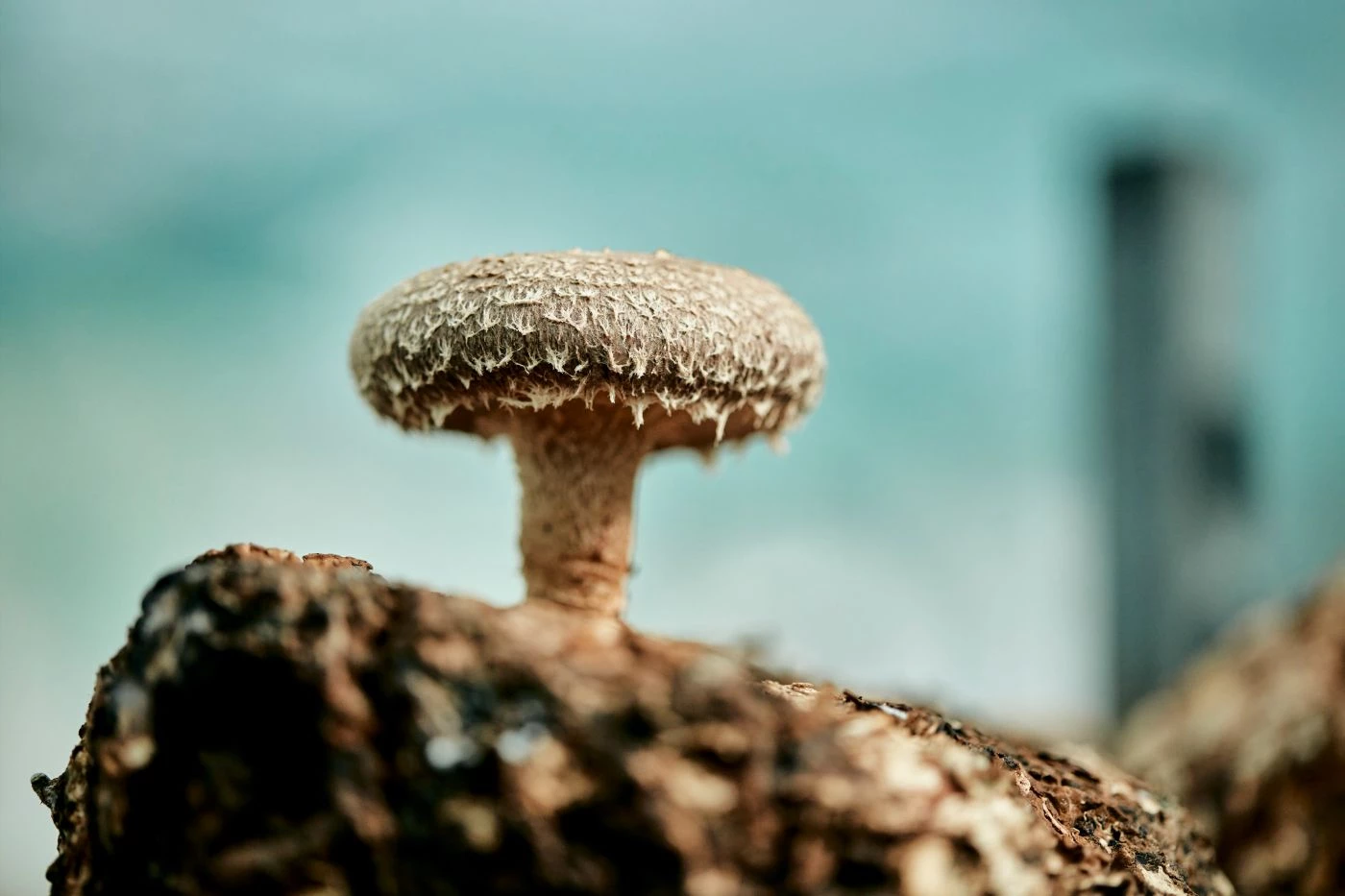 Can You Add Fertilizer To Mushroom Substrate And How Much 🐝