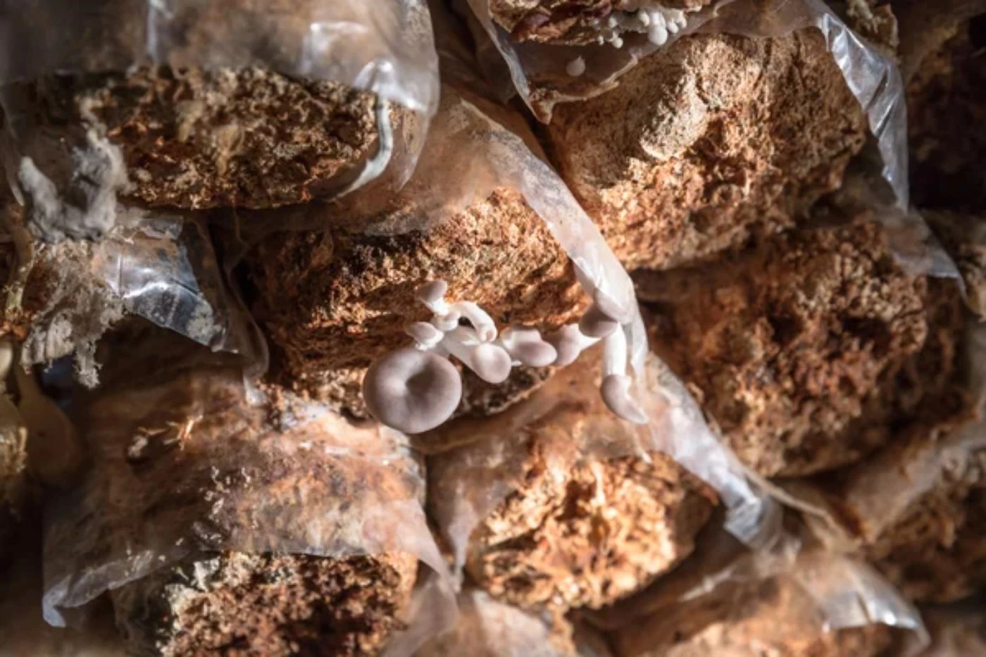 Can You Break Up Colonized Substrate? (Bulk, Cakes) - 🐝 BootstrapBee ...