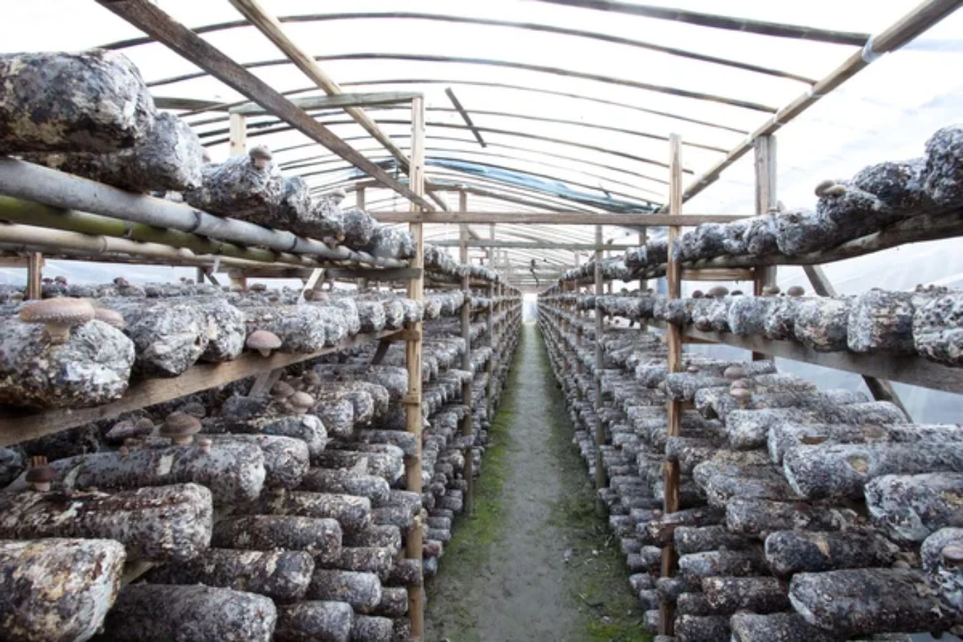 Detailed Mushroom Profit Calculation (2023) - 4 Examples - 🐝 BootstrapBee.com - Actionable ...