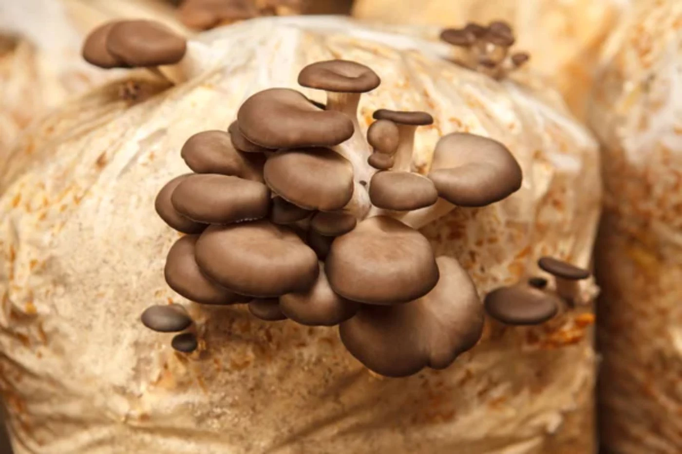 Do You Mist and Fan Monotub - and When? - 🐝 BootstrapBee.com - Actionable bootstrapping guides