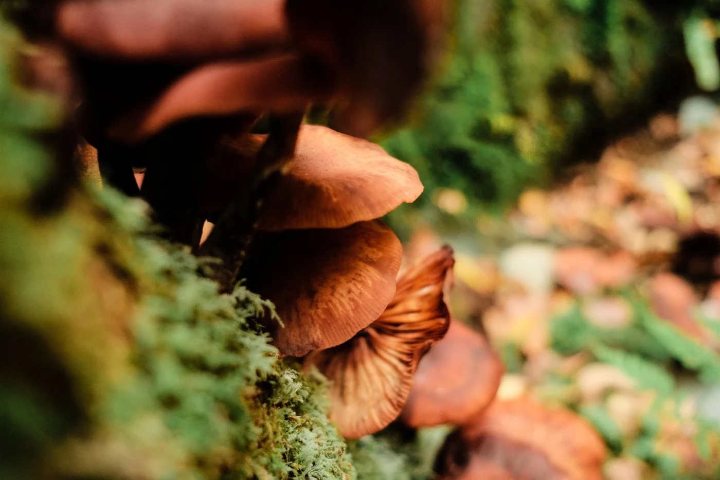 Easy Oyster Mushrooms Substrate Recipe to Make At Home - 🐝 BootstrapBee.com - Actionable ...