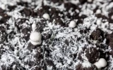 How To Tell When Mycelium Is Fully Colonized (Look For This) - 🐝 BootstrapBee.com - Actionable ...
