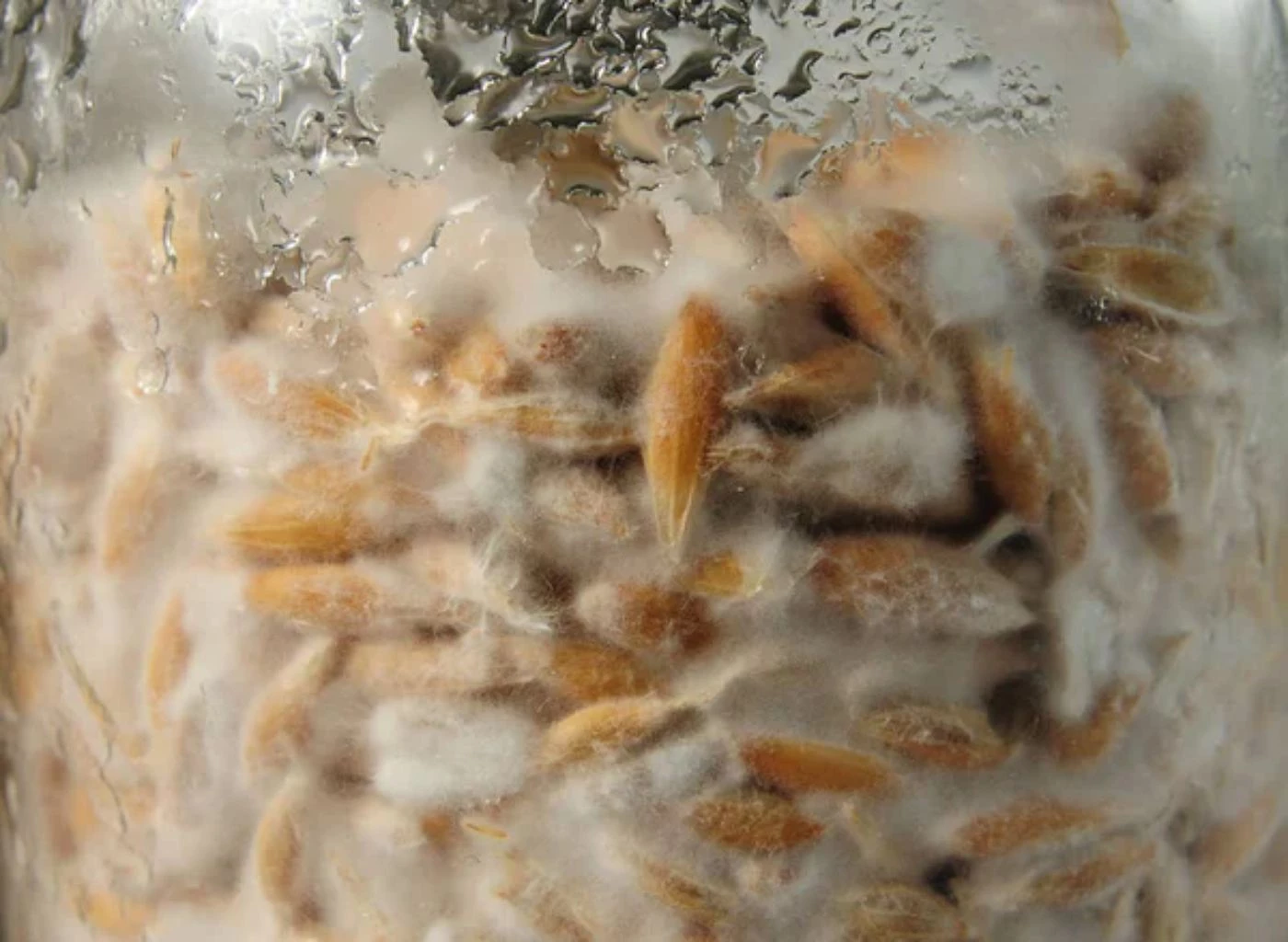 First Signs of Mycelium Growth: When & What To Look For - 🐝 ...