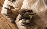 When To Open Mushroom Fruiting Bags: Perfect Timing - 🐝 BootstrapBee.com - Actionable ...