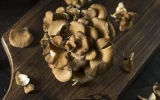 Maitake Fruiting Conditions: Temperature & More - 🐝 BootstrapBee.com - Actionable bootstrapping ...