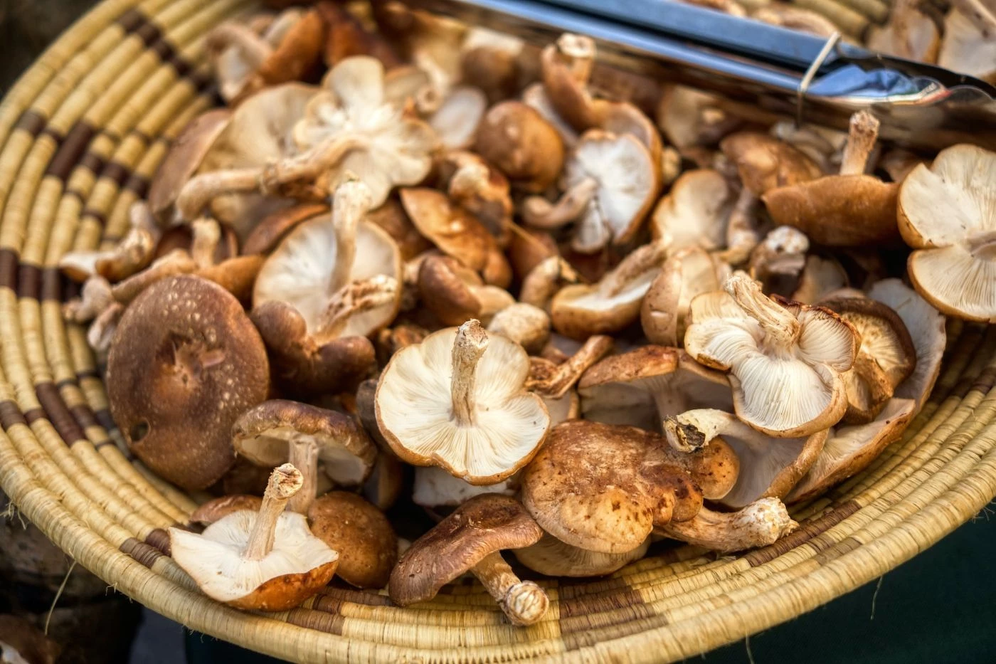 How Long Does Shiitake Take to Grow? (Speed It Up) - 🐝 BootstrapBee.com - Actionable ...