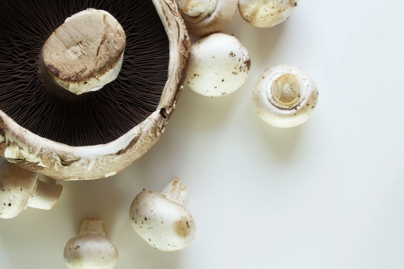 How Long Does Shiitake Take to Grow? (Speed It Up) - 🐝 BootstrapBee.com - Actionable ...