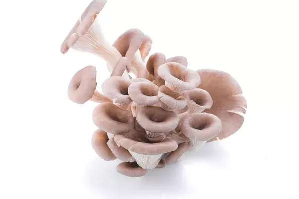 How To Grow Maitake Indoors: Do's and Don'ts - 🐝 BootstrapBee.com ...