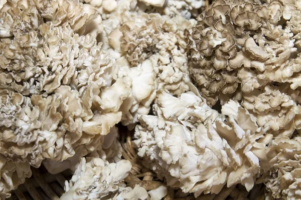 How To Grow Maitake Indoors: Do's and Don'ts - 🐝 BootstrapBee.com ...