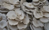 The Oyster Mushroom Growth Stages Explained (Timeline) - 🐝 BootstrapBee.com - Actionable ...