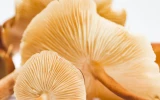 How To Make Button Mushroom Spawn at Home - 🐝 BootstrapBee.com ...