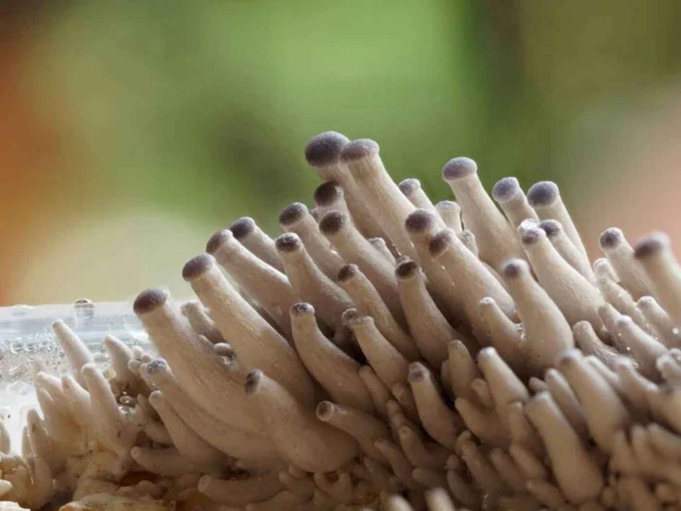 How To Tell When Mycelium Is Fully Colonized (Look For This) - 🐝 BootstrapBee.com - Actionable ...