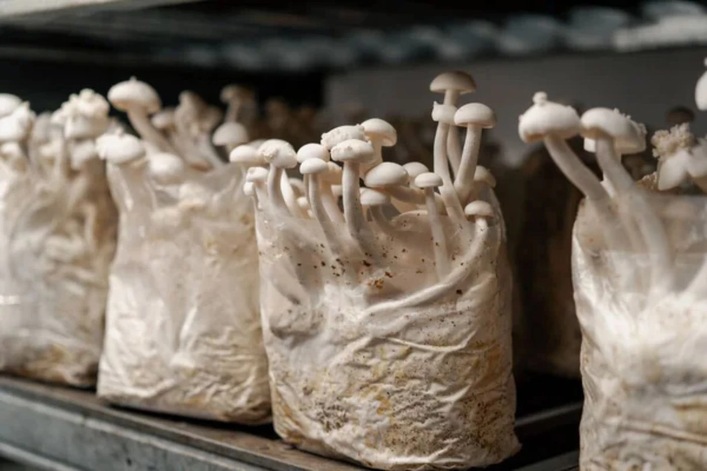 How To Tell When Mycelium Is Fully Colonized (Look For This) - 🐝 BootstrapBee.com - Actionable ...