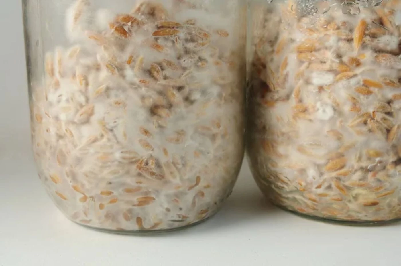 How To Tell When Mycelium Is Fully Colonized (Look For This) - 🐝 BootstrapBee.com - Actionable ...