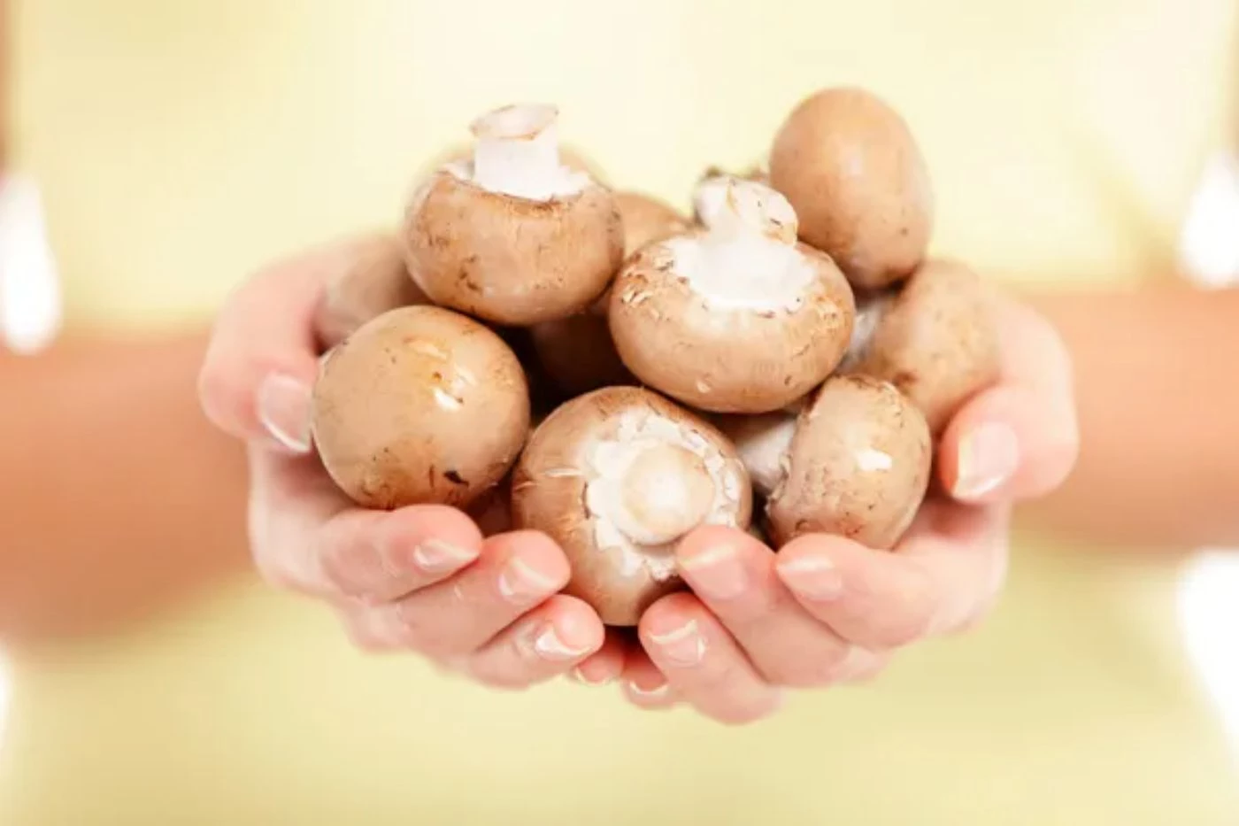 How To Tell When Mycelium Is Fully Colonized (Look For This) - 🐝 BootstrapBee.com - Actionable ...